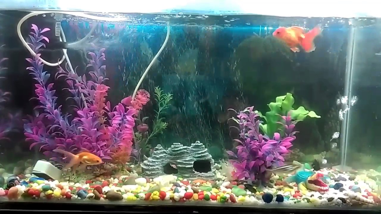 My 30 gallon goldfish community tank - YouTube