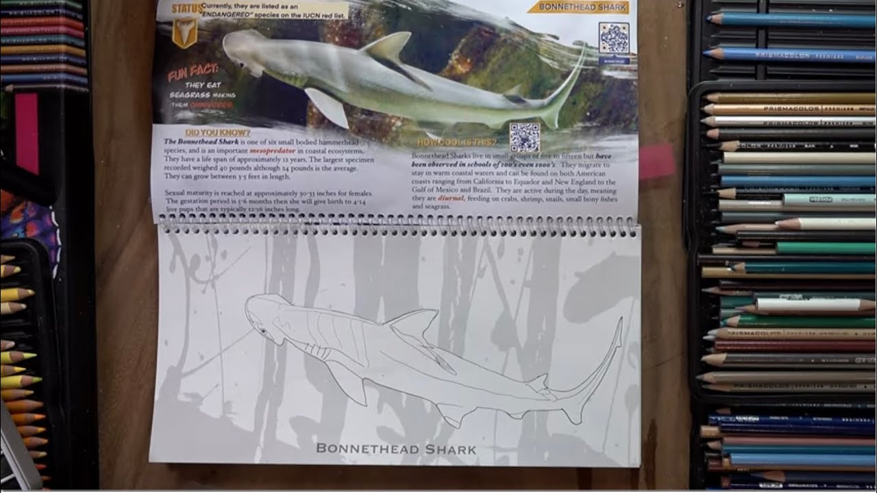 Bonnethead Shark Tutorial - YouTube