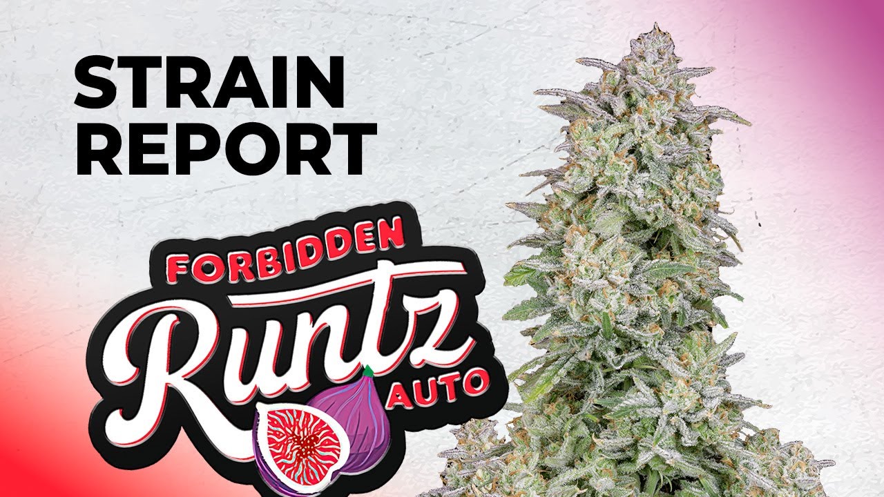 Forbidden Runtz | Strain Review | Fast Buds | Indica - YouTube