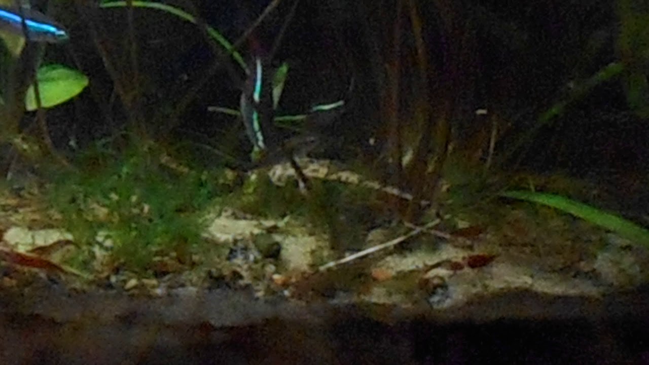 01.Rineloricaria cf. microlepidogaster - YouTube
