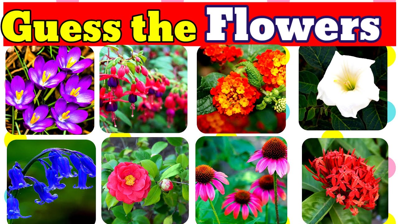 Guess the flowers name|| Famous logos|| Logo Quiz|| can you guess the ...
