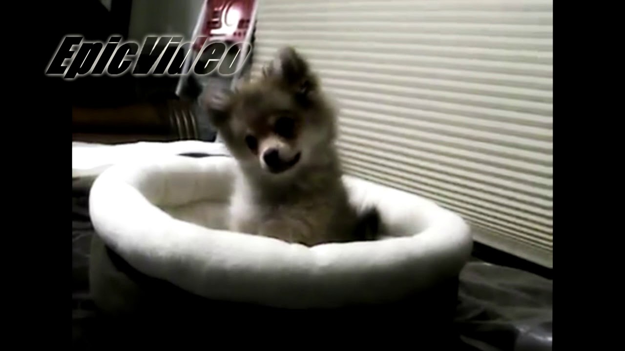 Puppy Baby Wolf Howl - YouTube