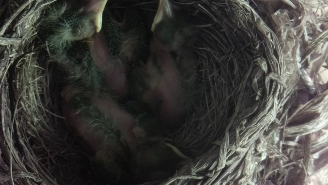 Feeding & removing fecal sacs 8:30 AM 5/17/2017 - YouTube