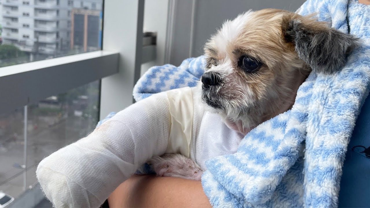 Fragile Dog Was Left to Fade Away But Kindness Lit a Spark of Life ...