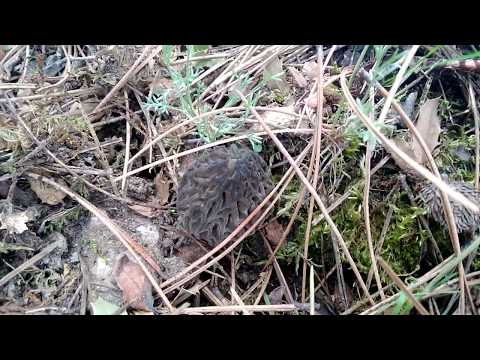 Kuzu göbeği  nerden buldun  biliyorsununuz