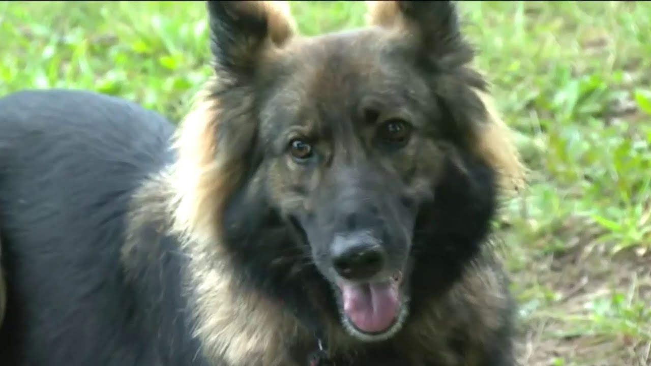 Watch how fast a K9 search & rescue dog finds a hiding Kim DeGiulio ...