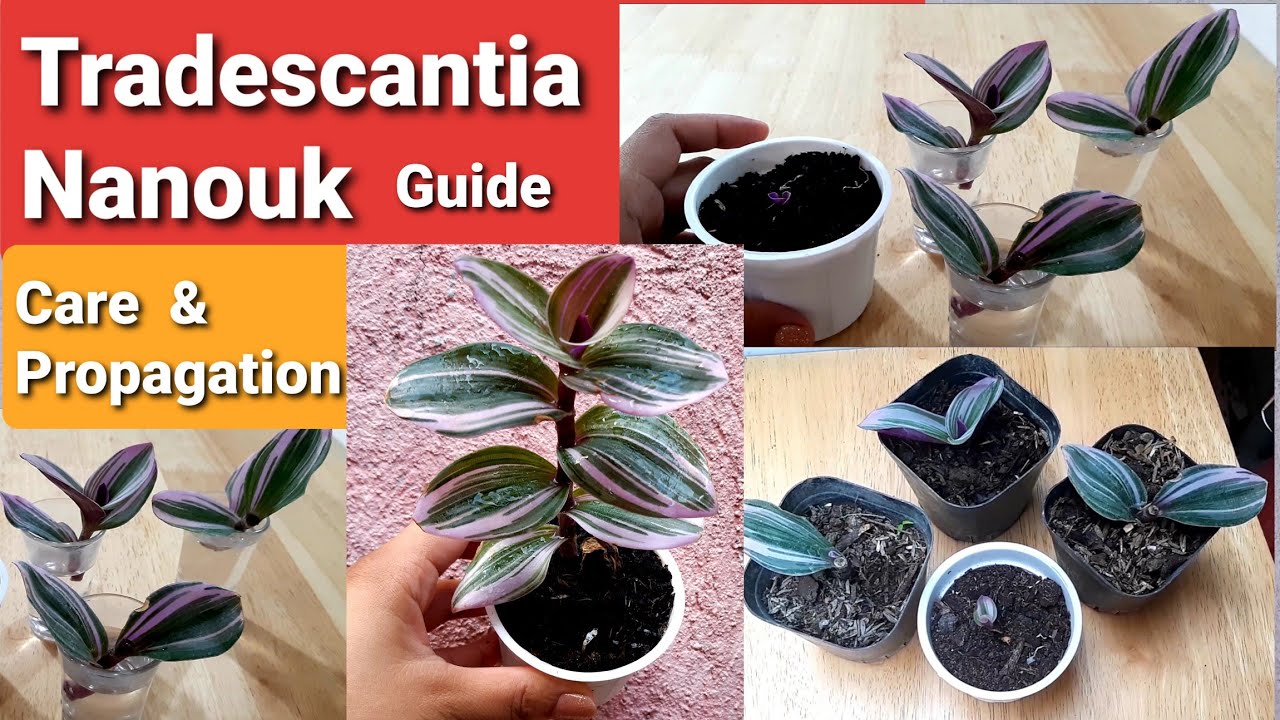 Tradescantia Nanouk Propagation