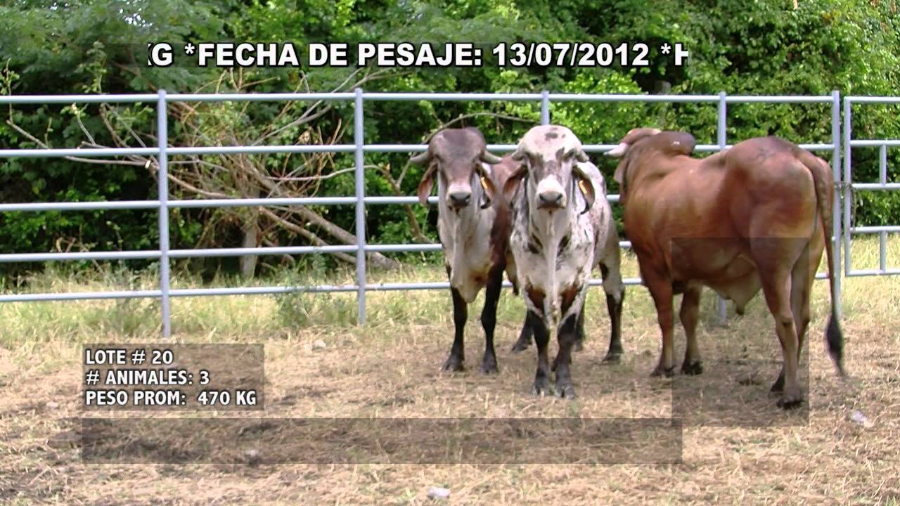 Remate 26 de Julio Lote #20, GYR Toro puro, 1410 Kg, La Mesa ...