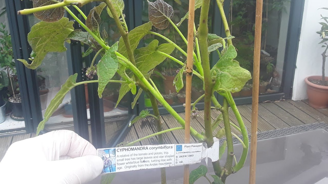 My hardy tamarillo is already producing flower buds ! - YouTube
