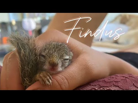 The Story of Findus: A Little Miracle - YouTube