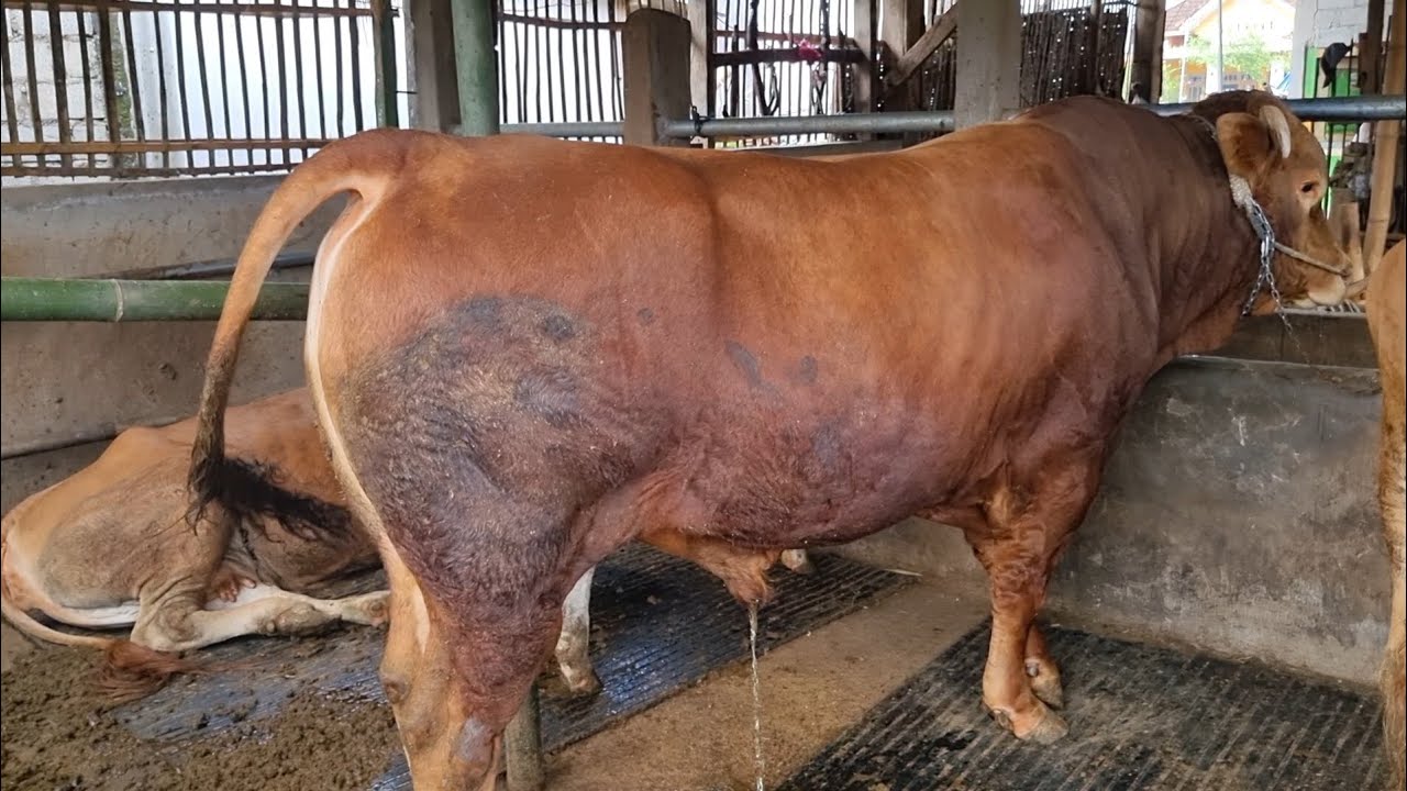 sapi limusine super dikandang peternak tradisional - YouTube