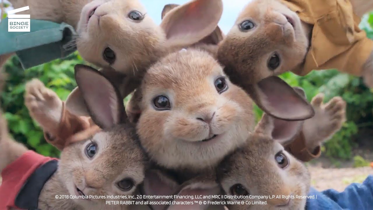 Peter Rabbit: Electric fence Scene (HD CLIP) - YouTube