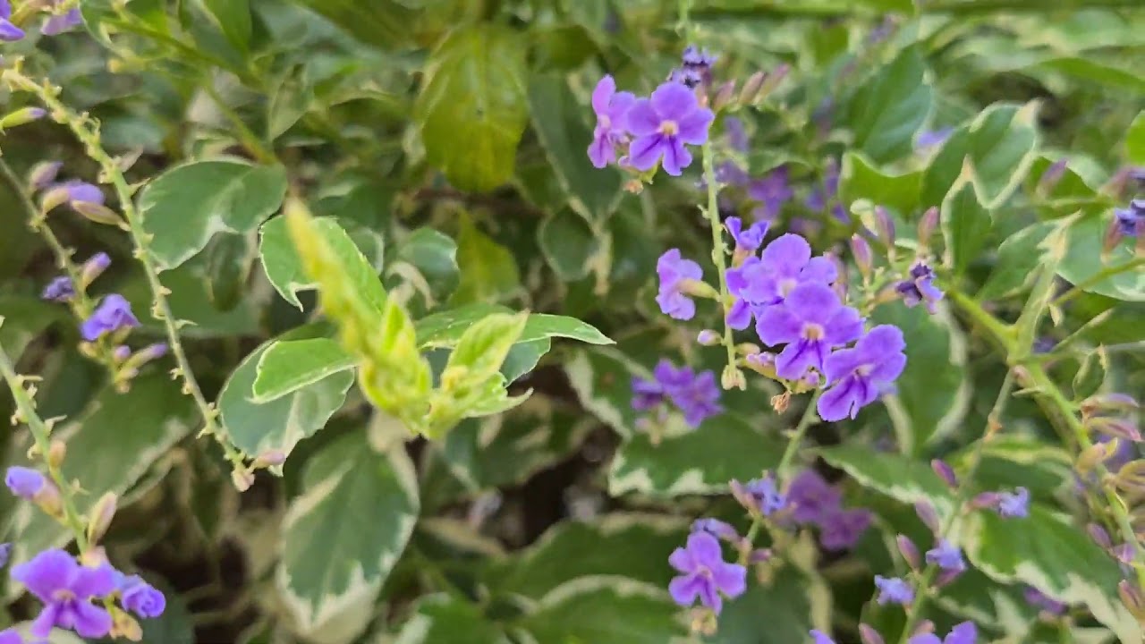 דורנטה מגוונת פורחת בצבע סגול בהיר Duranta variegata with light purple ...