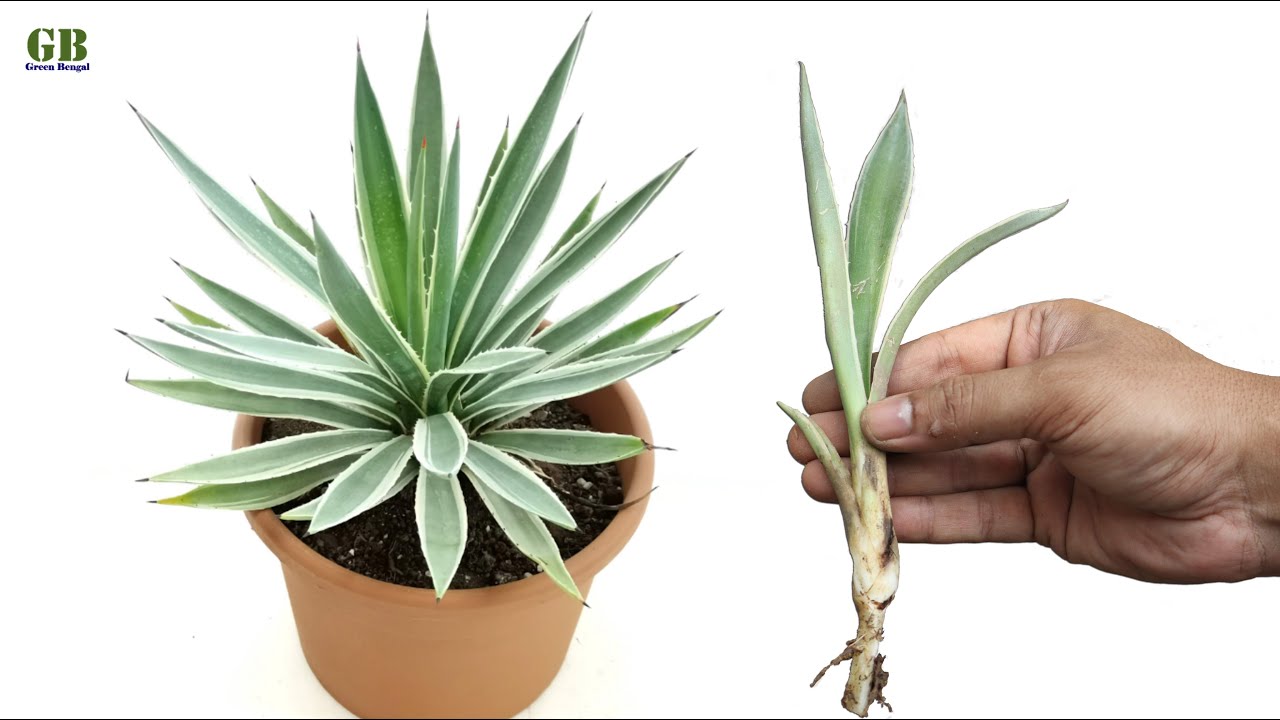Agave angustifolia or century plant propagation - YouTube