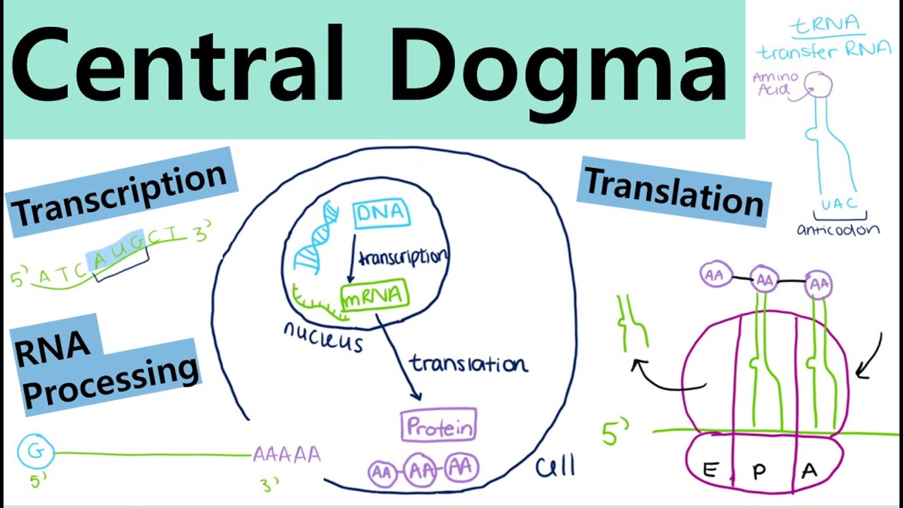 Central Dogma Explained: Transcription, mRNA Processing, and ...