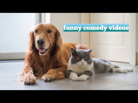Instagram reels Funny Cat Reaction Videos - Try Not To Laugh 🤣| Super Dog #comedy #cat