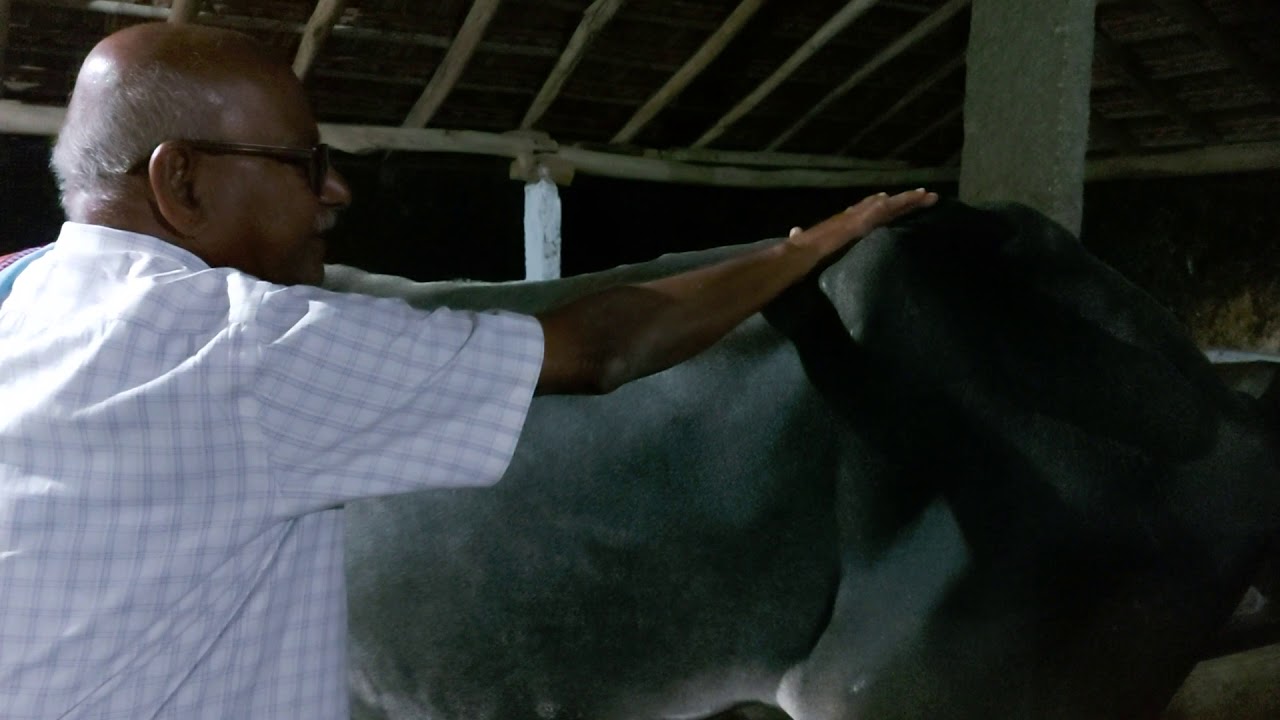 Traditional system of evaluating Desi cows - 'Suli' - YouTube