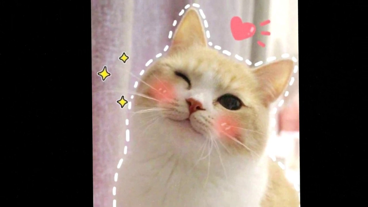 CAT MEME | MOOD EDIT LOVE - YouTube