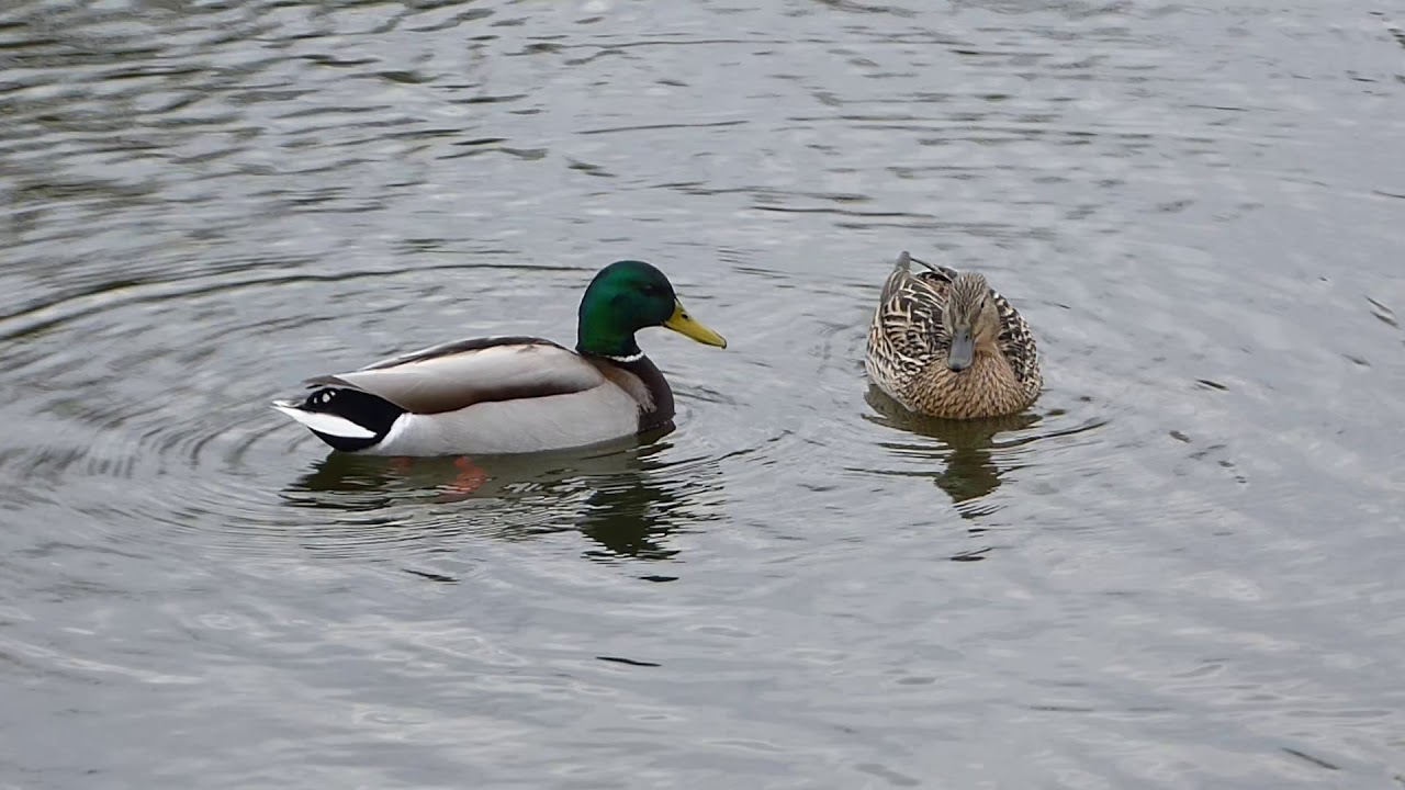 Kacza młoda para - Myślęcinek 30.04.2020 - YouTube