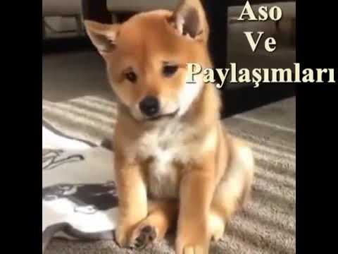 Komik videolar kürtce dublaj 😂