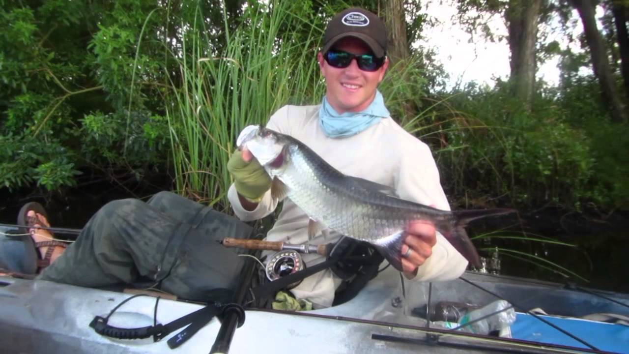 Backwater Fly Fishing Baby Tarpon - YouTube