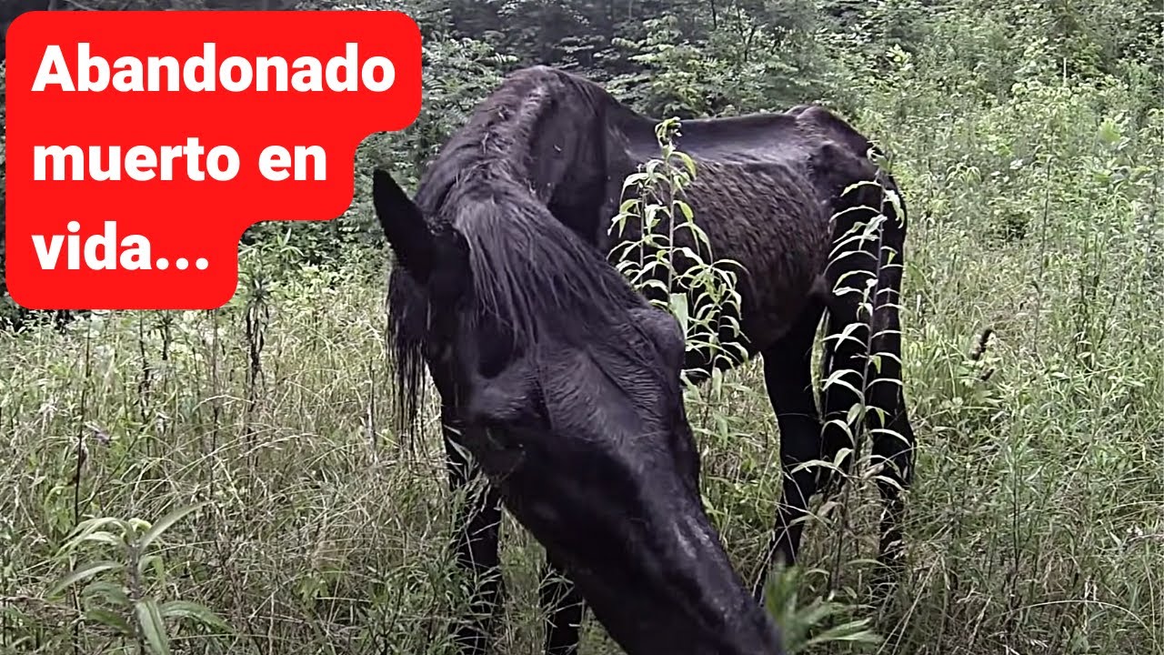 Dejaron al caballo muerto en vida... 😣🐴 - YouTube
