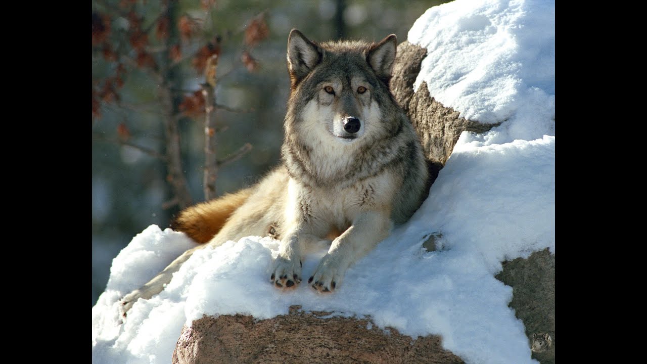WOLVES! - YouTube