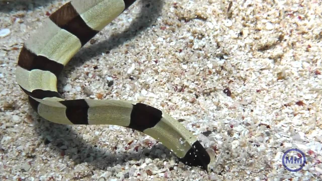 Anguilla serpente a bande al Movenpick di El Quseir in Egitto - YouTube