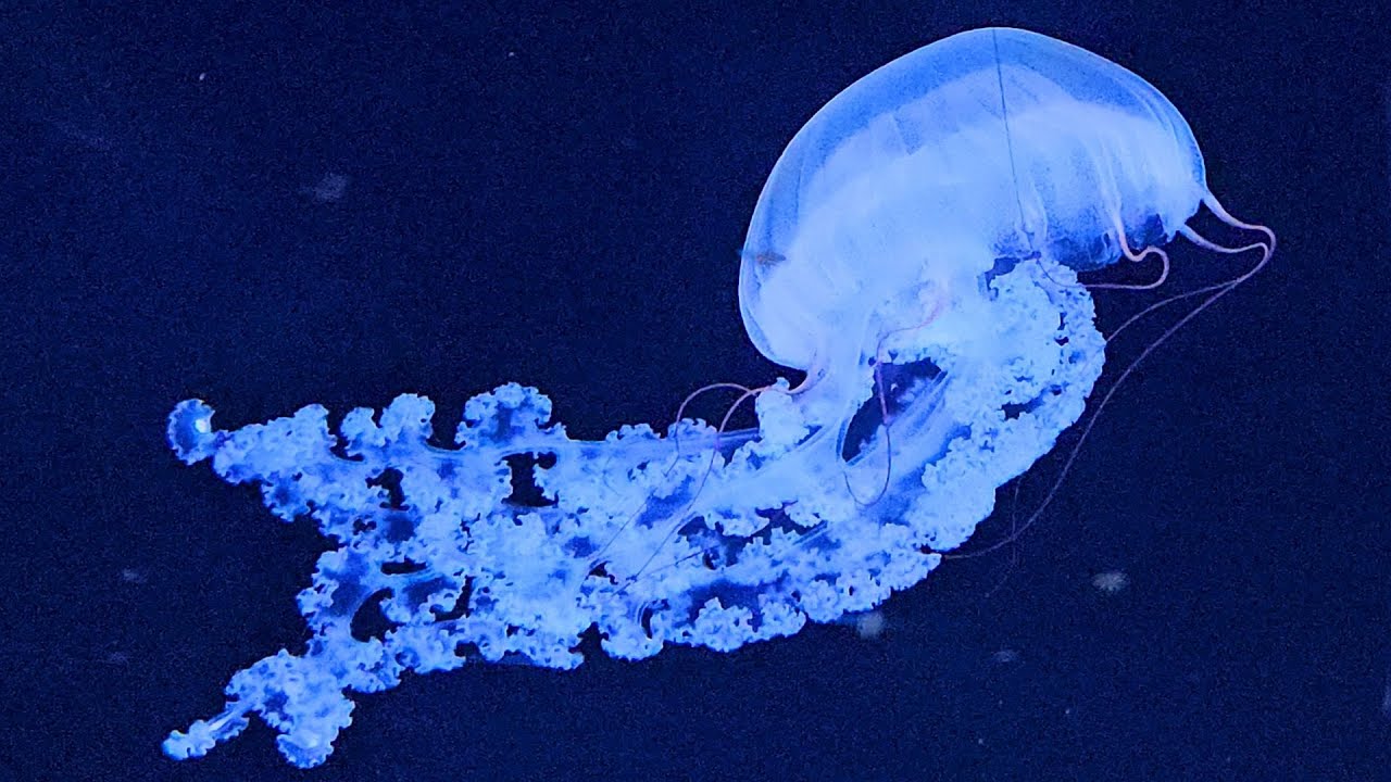 Планета Медуза - Planet Medusa - YouTube