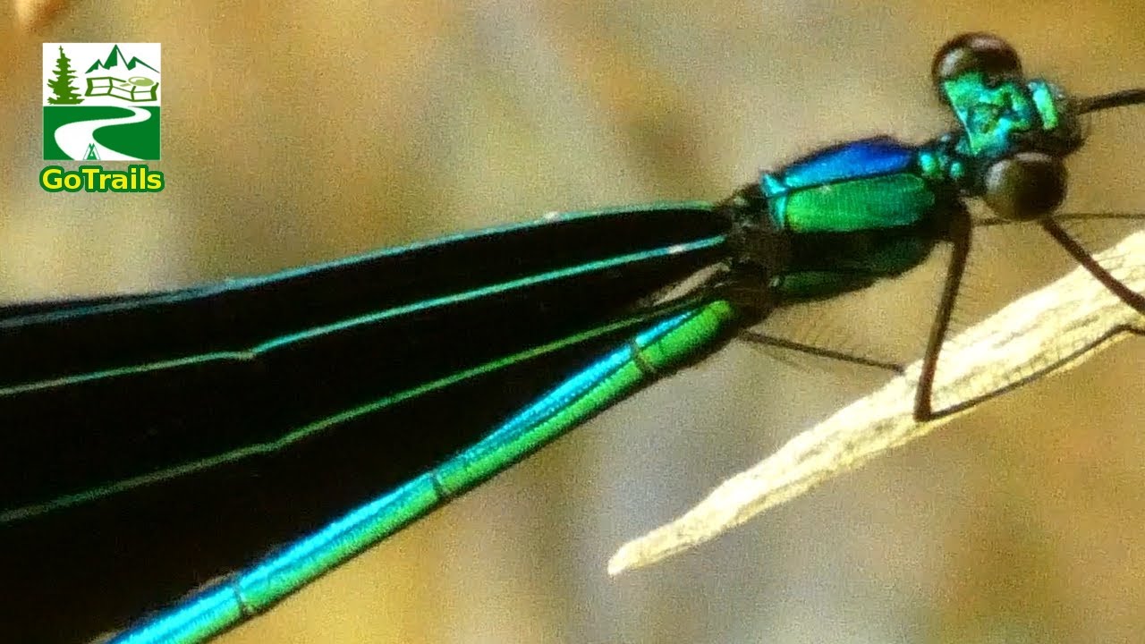 Ebony jewelwing damselfly flapping wings | Close up | Beautiful Insect ...