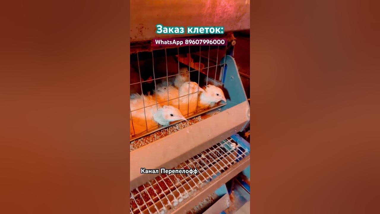 ПЕРЕПЕЛА \ Качественные клетки для Ваших перепелов! #перепелка # ...