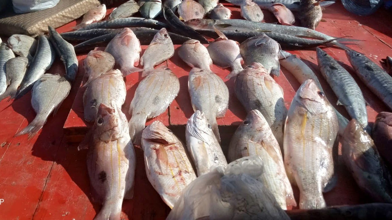 fishing at charna island Heera and black barracuda alot 28_11_2022# ...