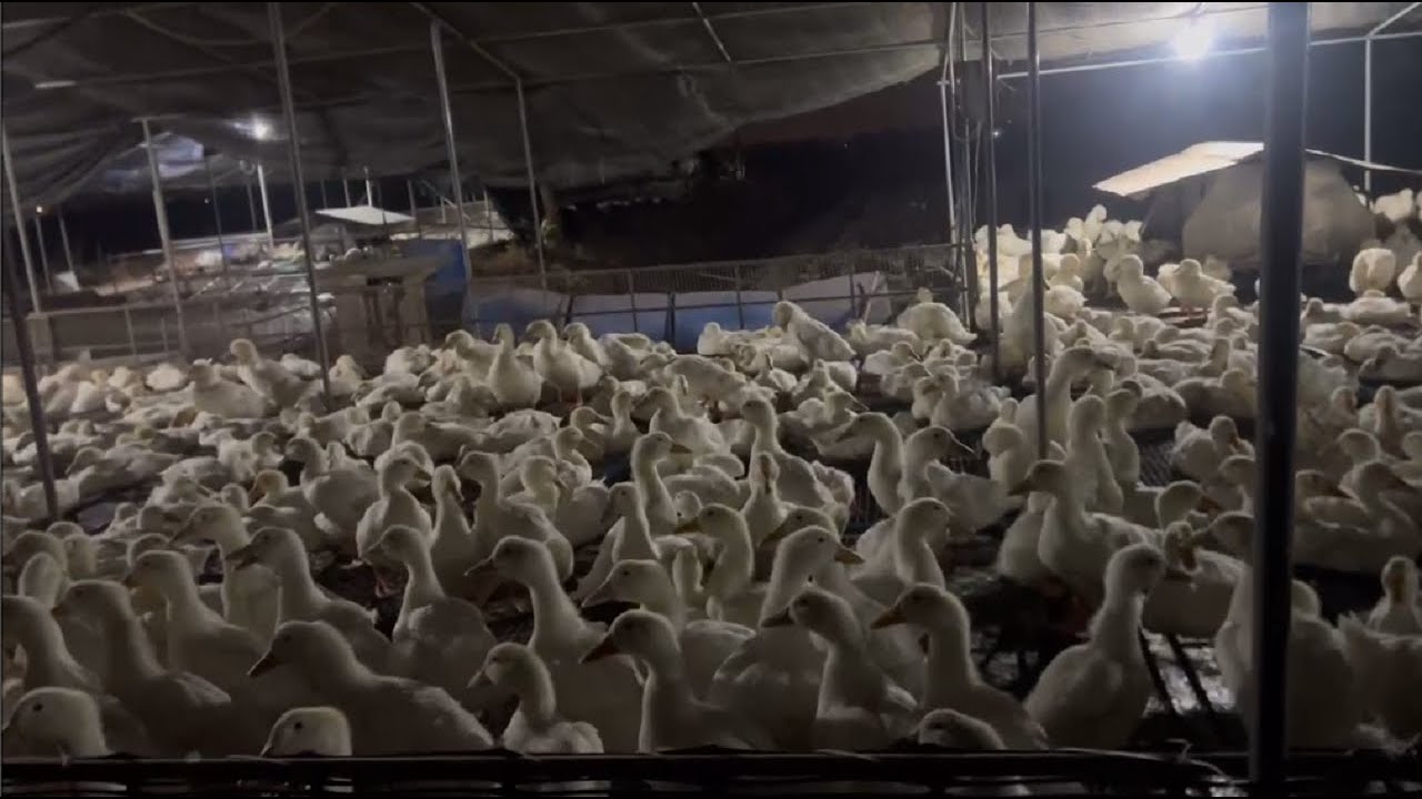 Home Farm | The ducks produce excellent egg yields, enough to supply ...