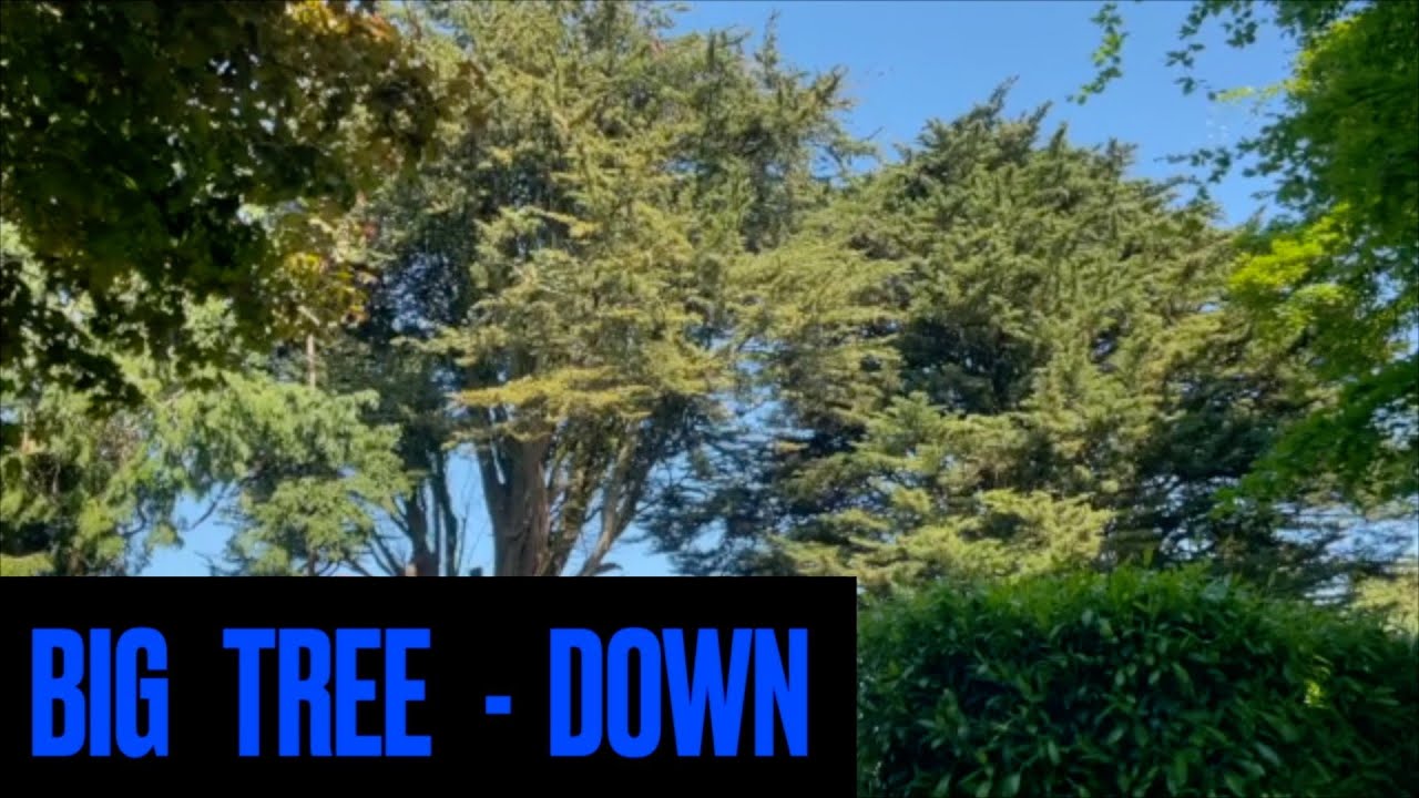Big Tree Down #chainsawman #treework #forestryequipment - YouTube
