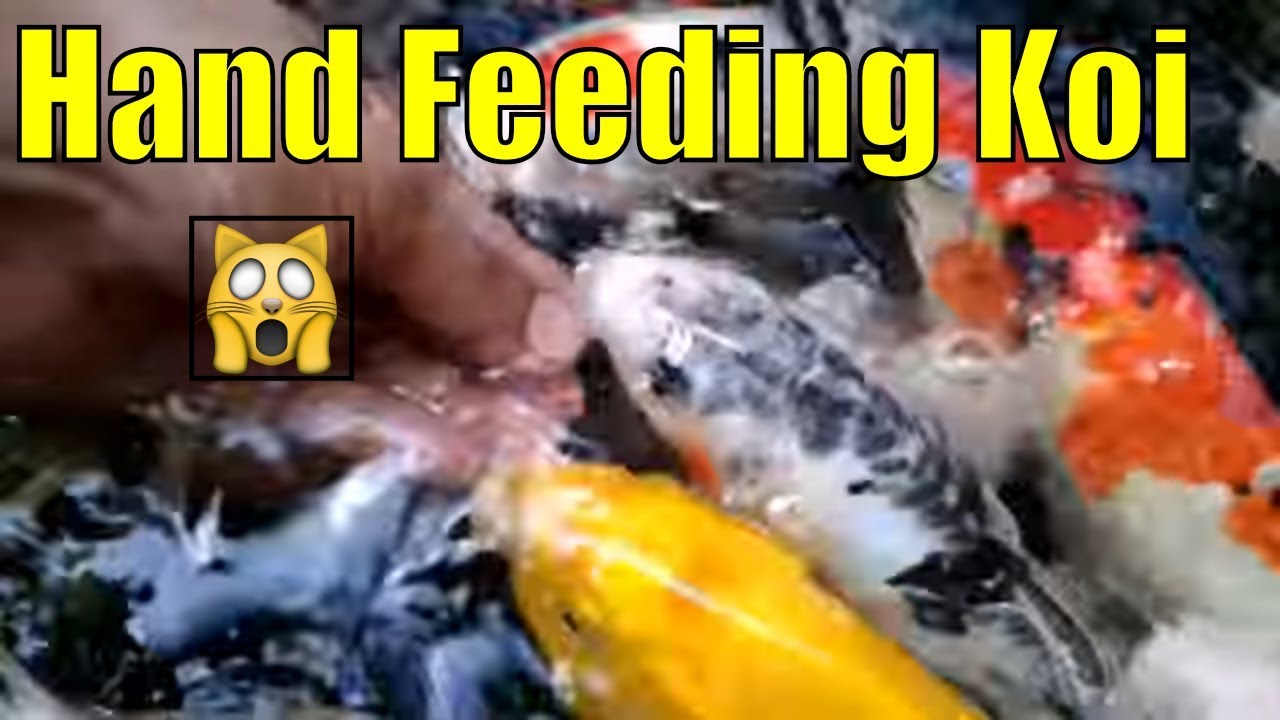How to hand feed your koi video proven 2018 - YouTube