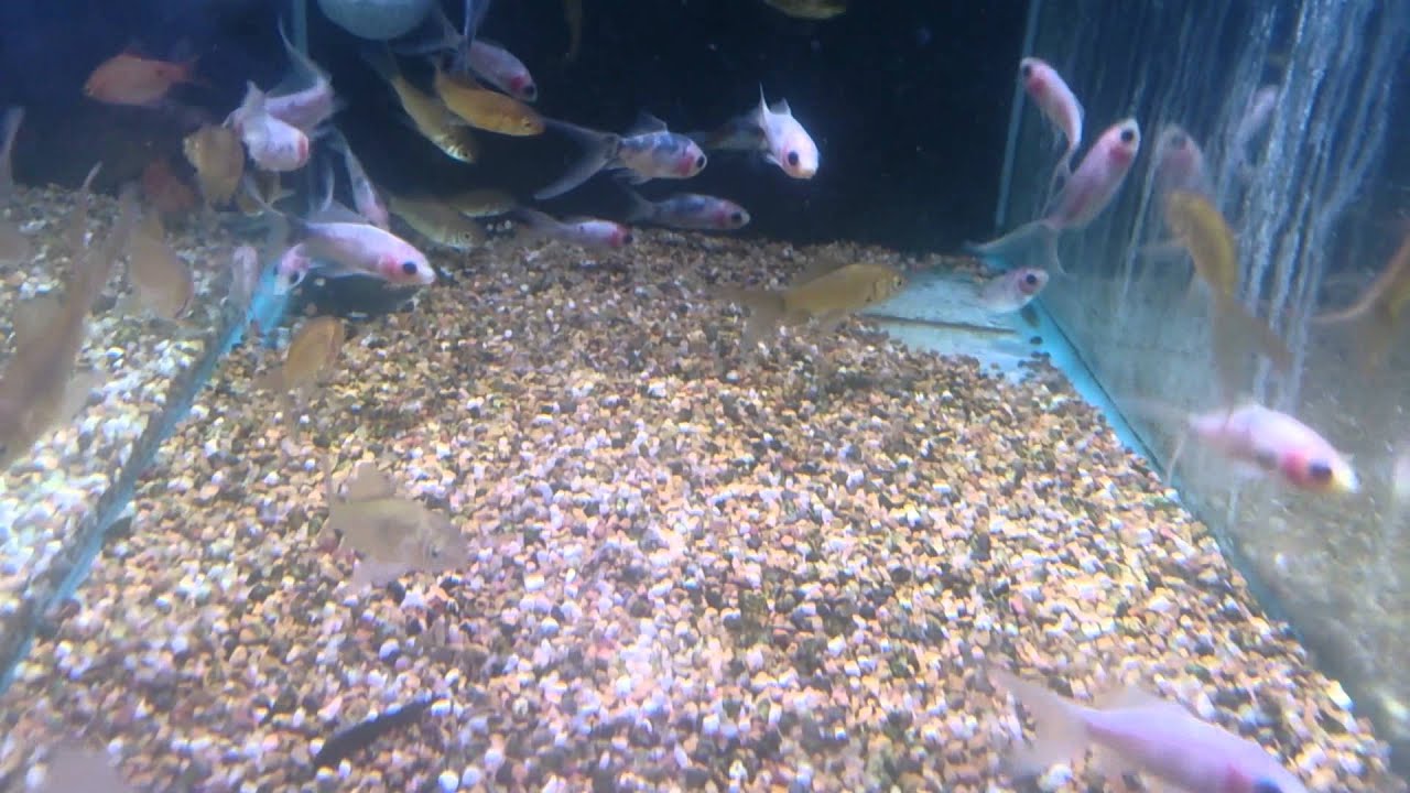 Gut loading feeder fish - YouTube