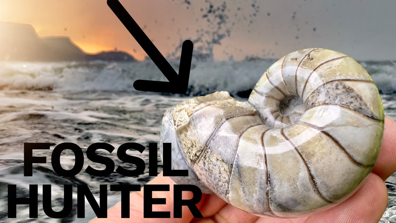 Crystal Fossils! Calcite Nautilus and More | Fossil Hunter - YouTube