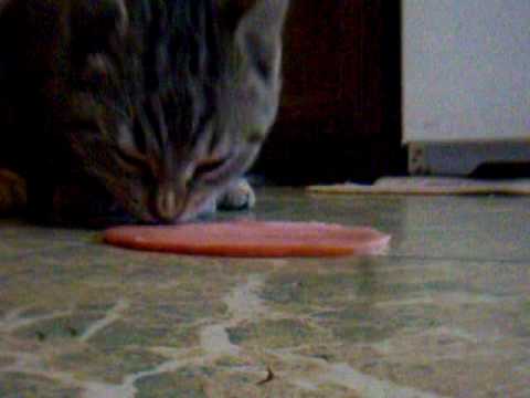Cat eating bologna - YouTube