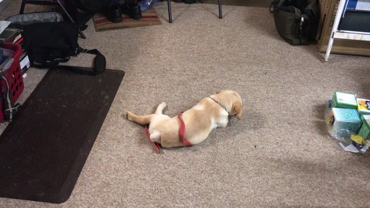 Labrador training Bob the wonder dog - YouTube