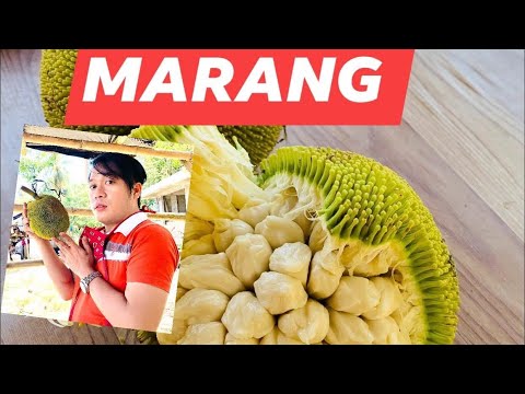 MARANG FRUITS - YouTube