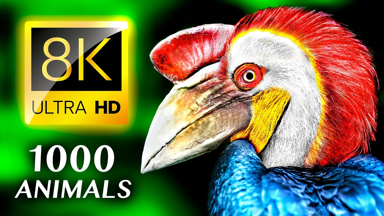 1000 BEAUTIFUL ANIMALS 8K ULTRA HD - YouTube