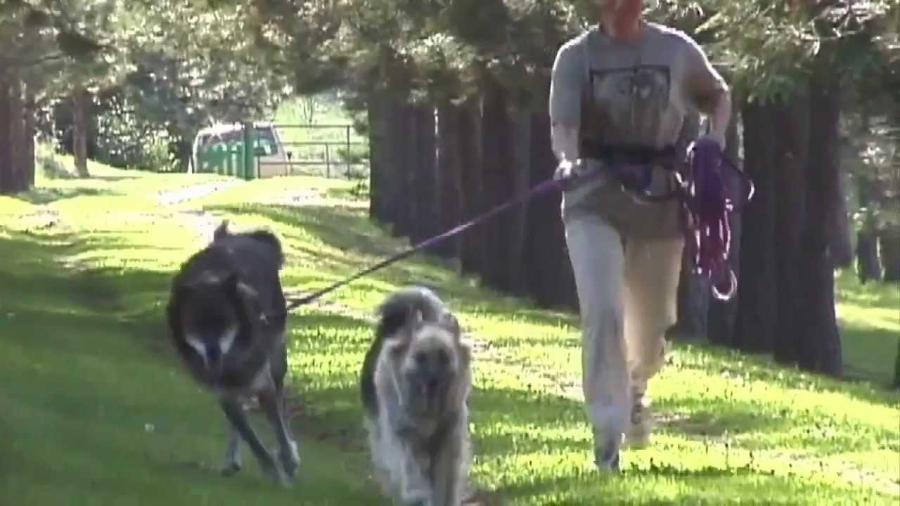 True Wolf ~ Documentary Trailer - YouTube