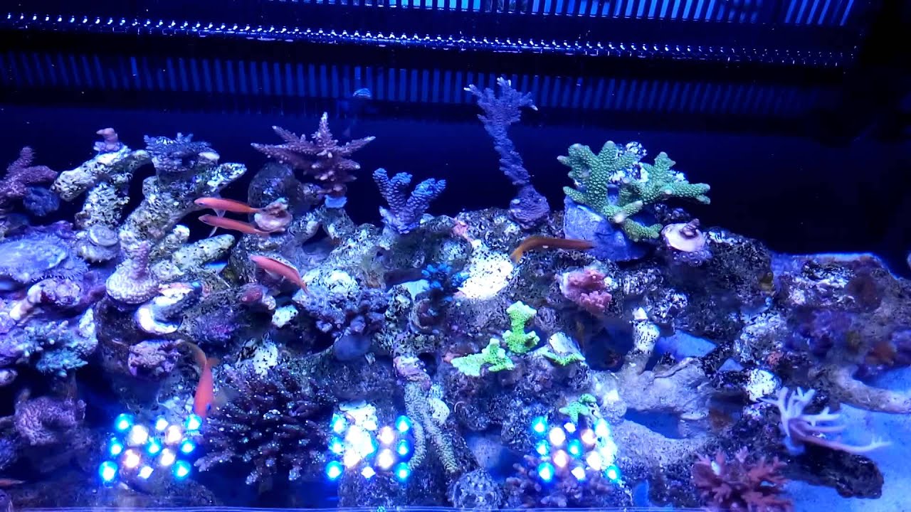 EvoZ's Floating Reef - YouTube