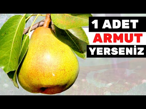 Günde 1 Adet Armut Vücudunuza Bunları Yapıyor | Armutun Faydaları Nelerdir?