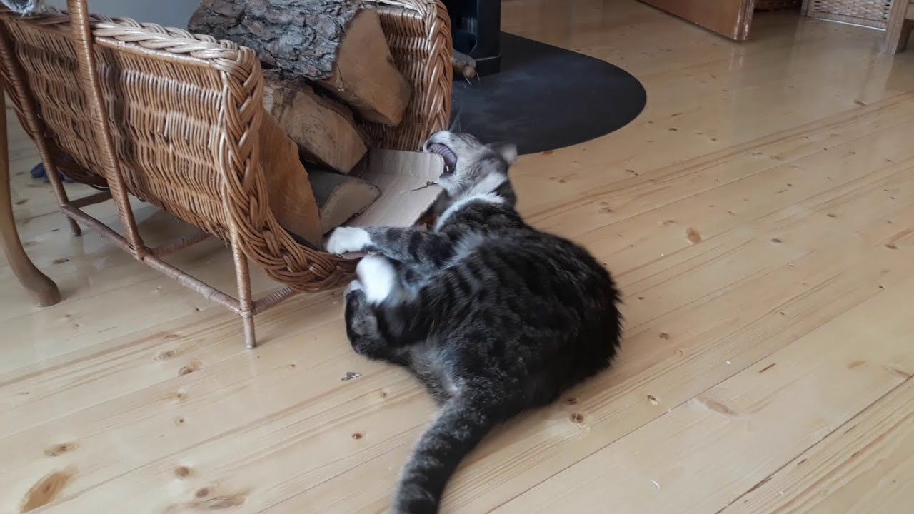 Cat takes out anger at inanimate object - YouTube