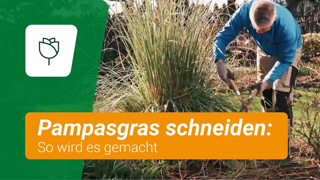 Pampasgras Schneiden 187 Tutorial Mit Anleitungen Und Video