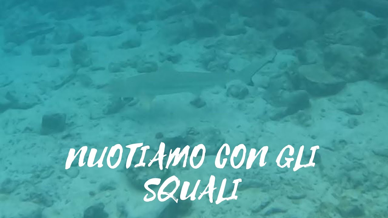 INEDITO: NUOTARE CON GLI SQUALI ALLE MALDIVE ||🌎Vlog Asia - YouTube