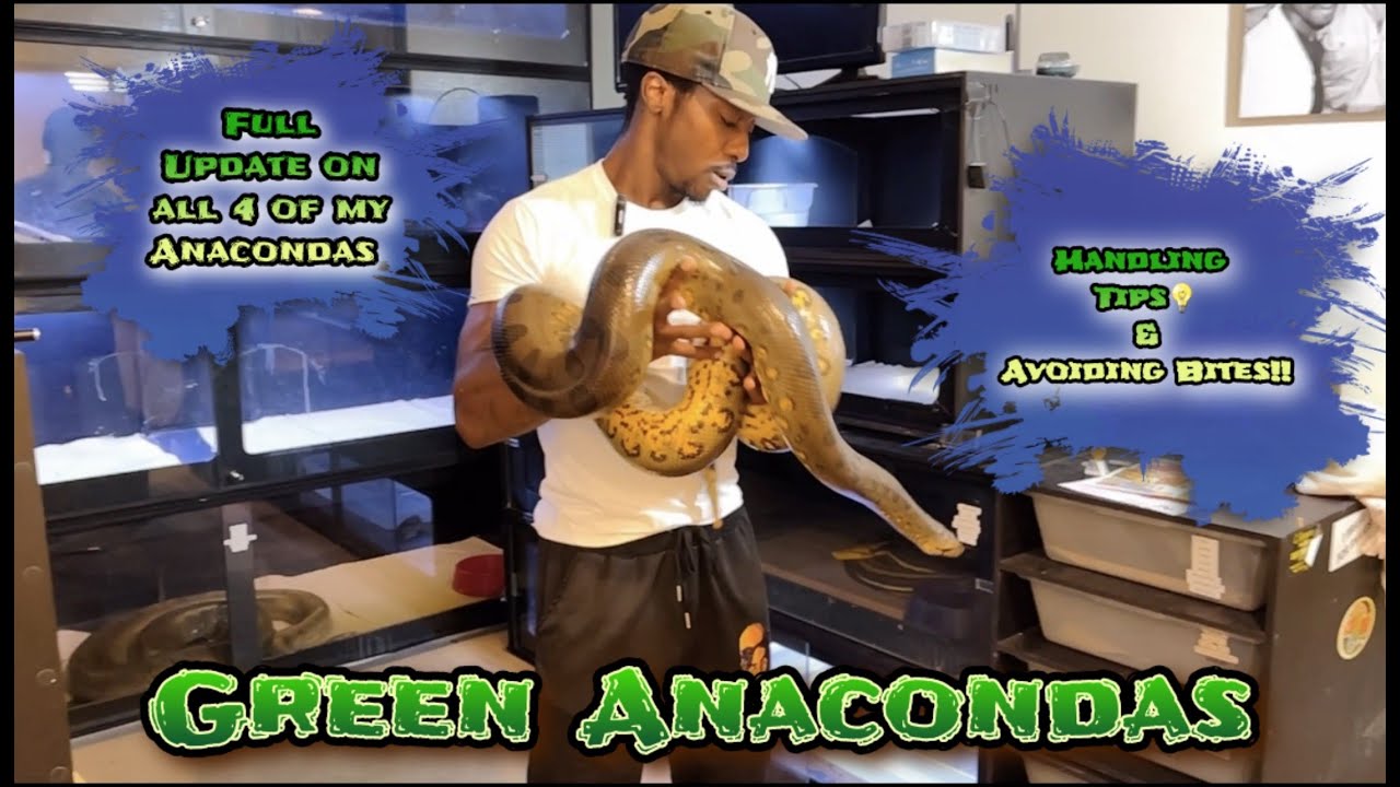 Green Anacondas🐍|Handling Tips💡|Avoiding Bites|Full Update - YouTube