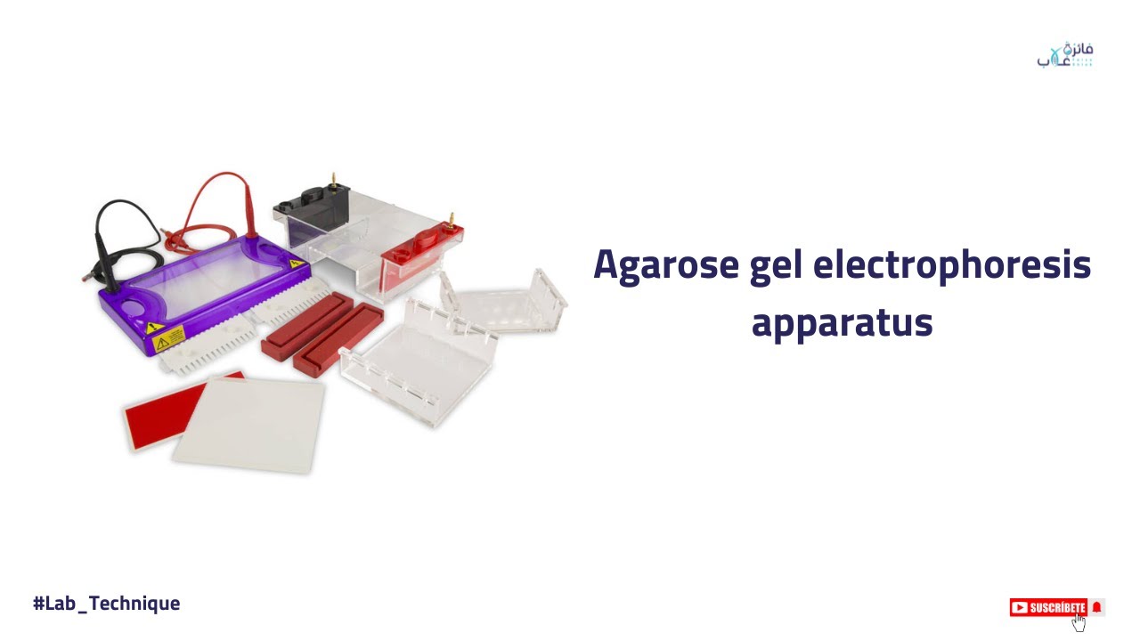 Agarose Gel Electrophoresis Apparatus - YouTube