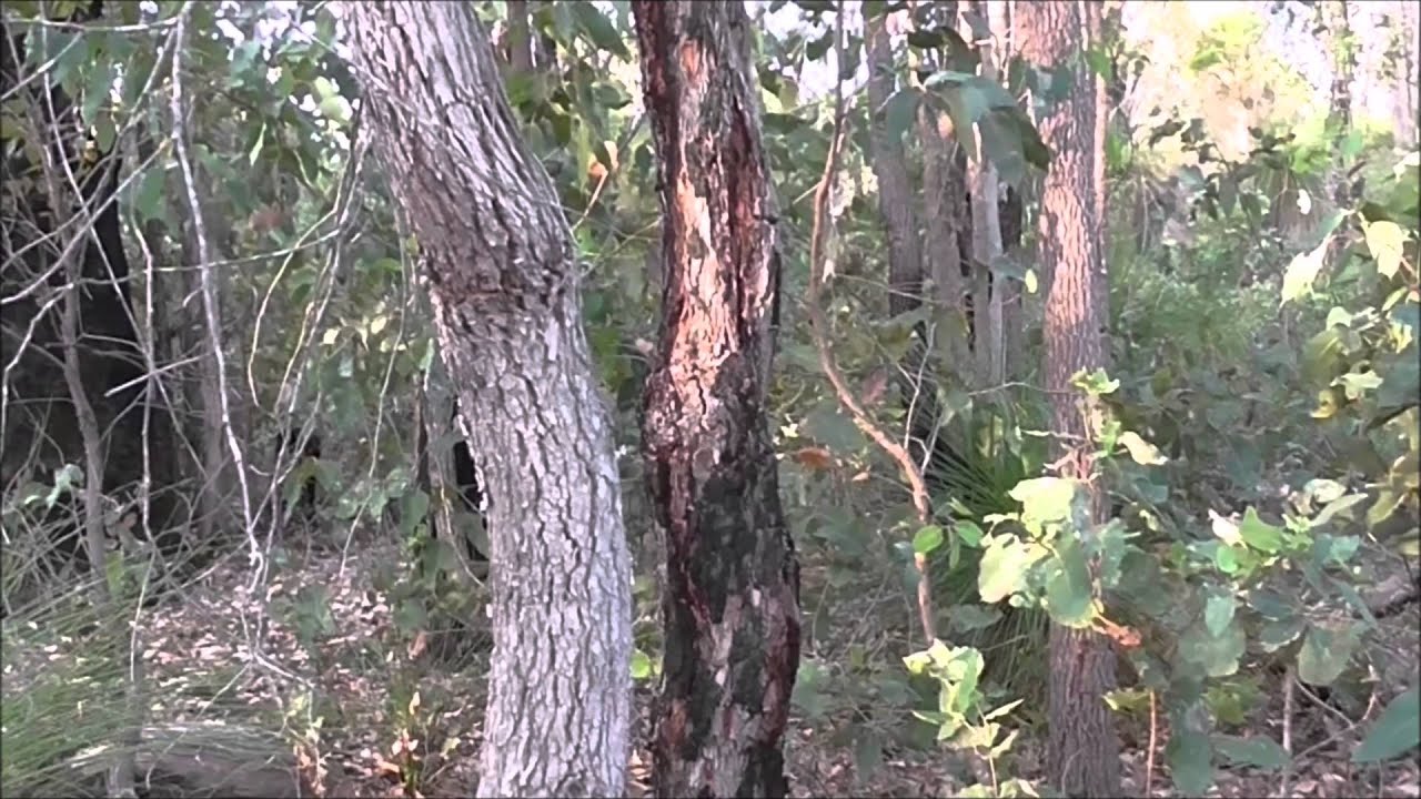 Two Tree Knocks - YouTube